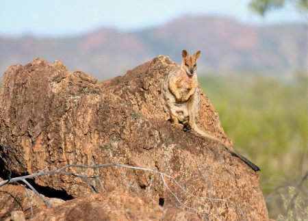 Purple-necked Rock-wallaby Petrogale purpureicollis Cloncurry .JPG ...